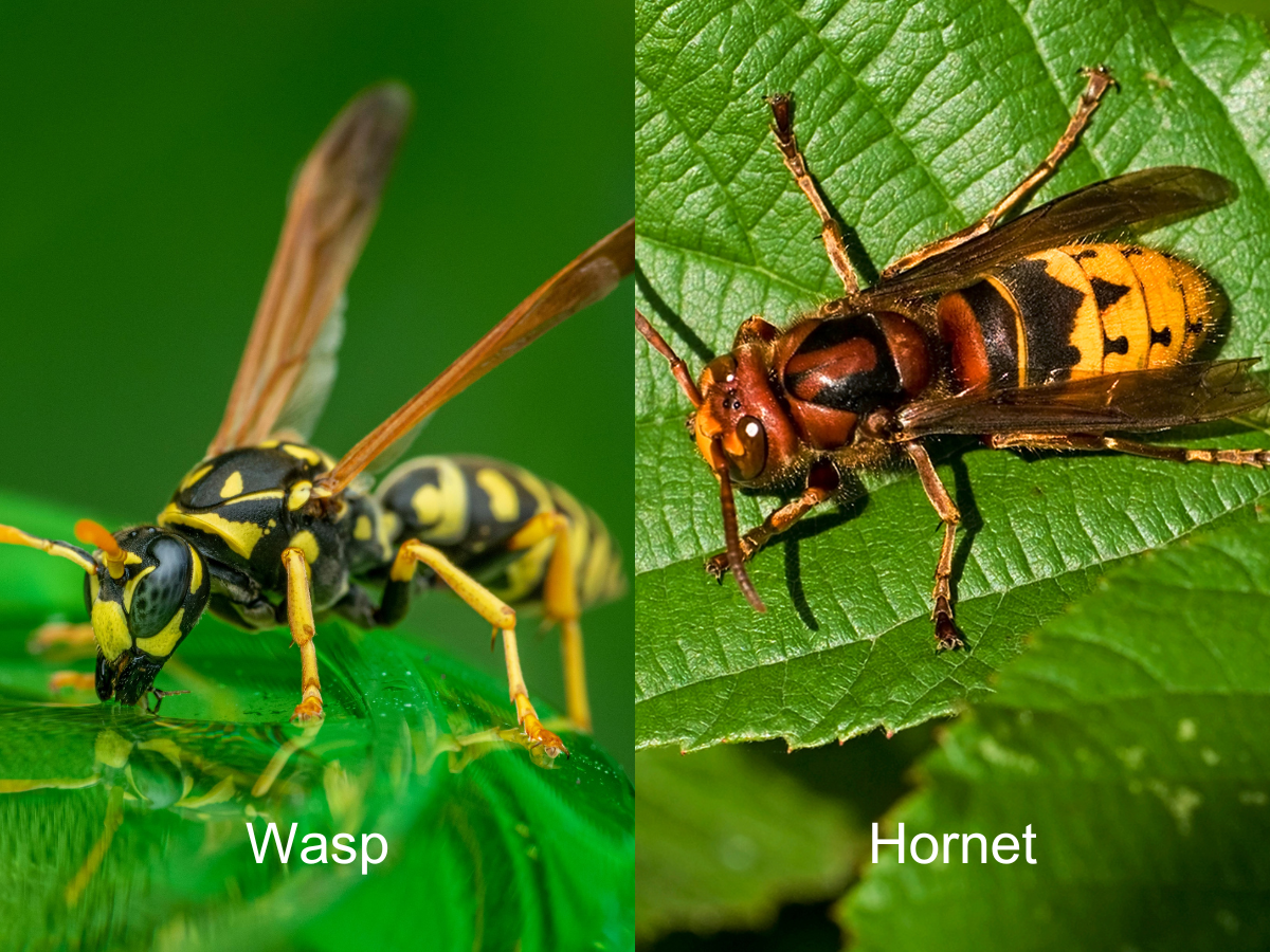 Wasps, Hornets, and Their Nests – Alta Pest Control